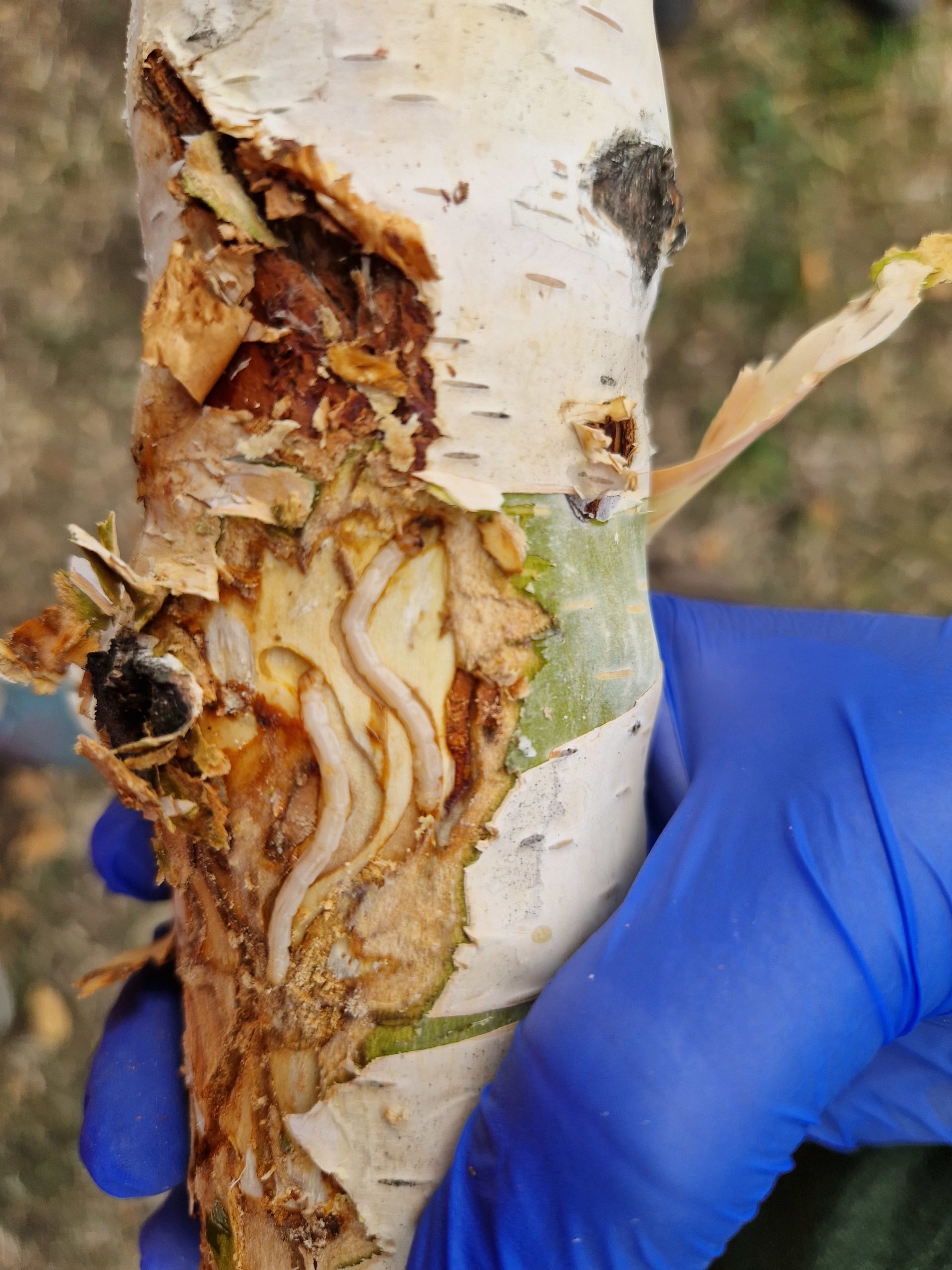 Forest Pathology Group – SLU Forest Pathology Gruop